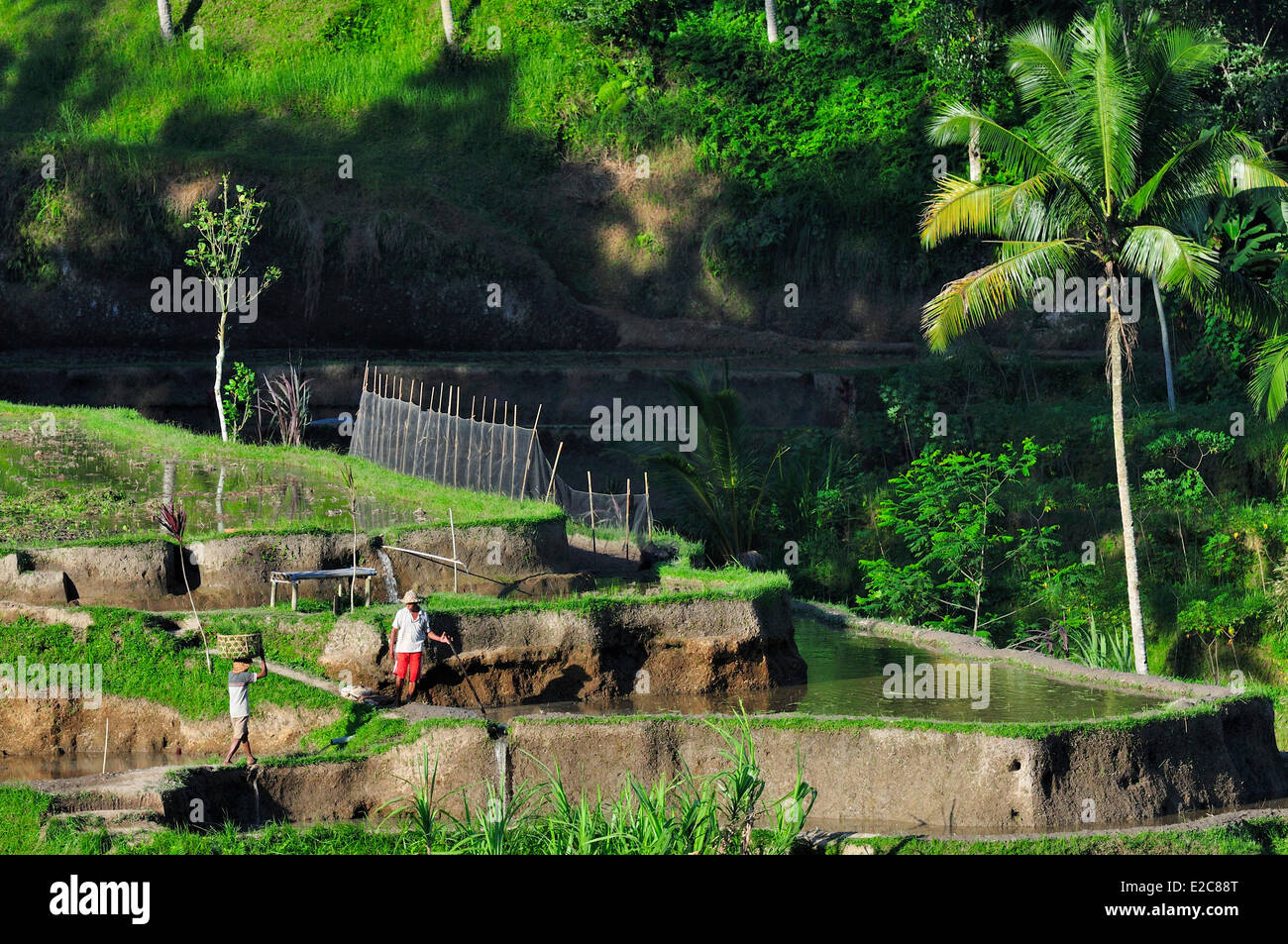 Indonesia, Bali, around Ubud, terrace ricefields of Pujung and Subak ...