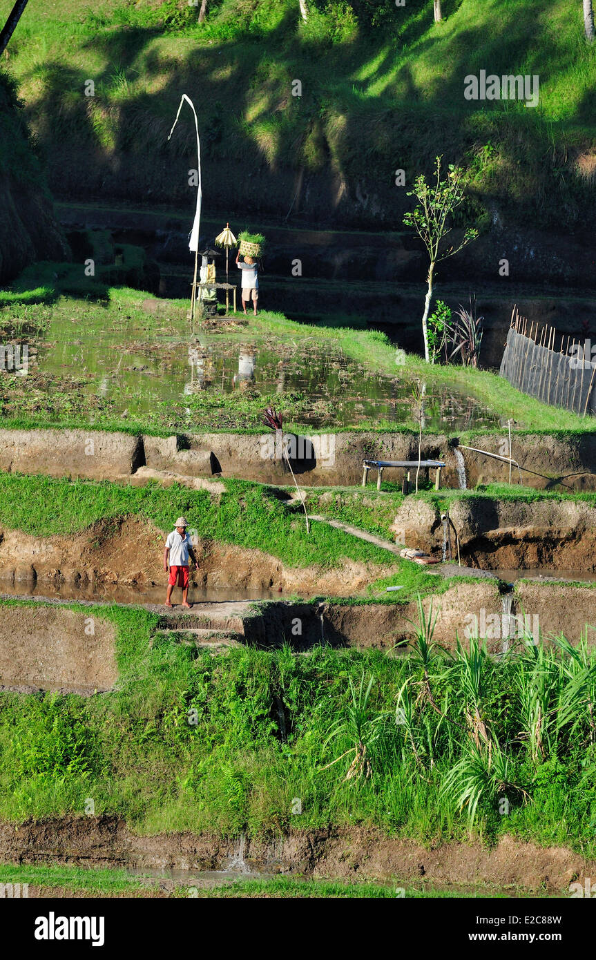 Indonesia, Bali, around Ubud, terrace ricefields of Pujung and Subak ...