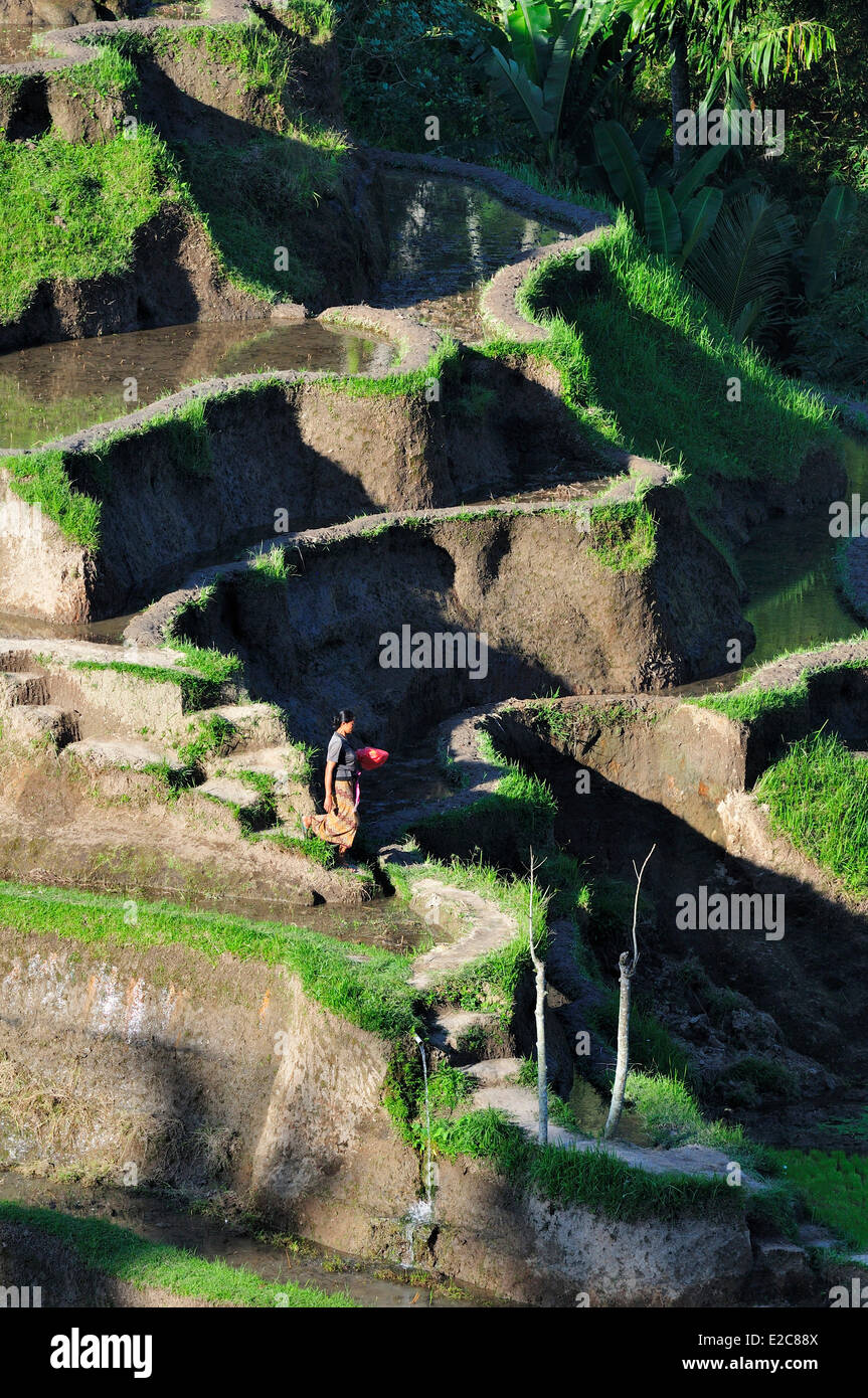 Indonesia, Bali, around Ubud, terrace ricefields of Pujung and Subak ...