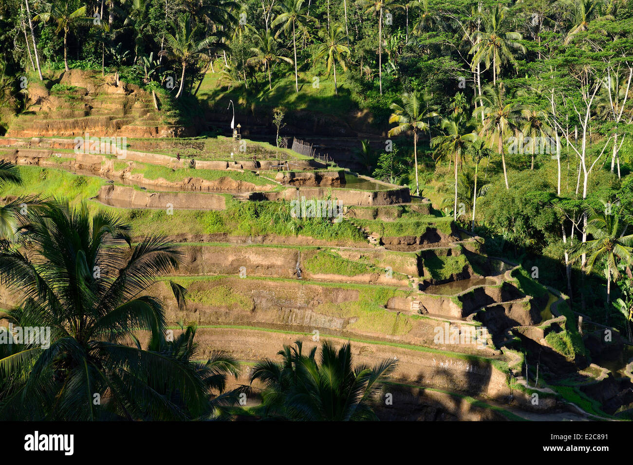 Indonesia, Bali, around Ubud, terrace ricefields of Pujung and Subak ...