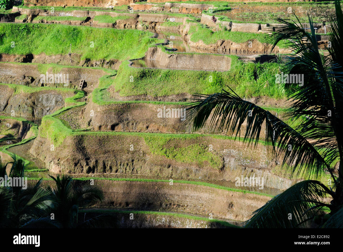 Indonesia, Bali, around Ubud, terrace ricefields of Pujung and Subak ...