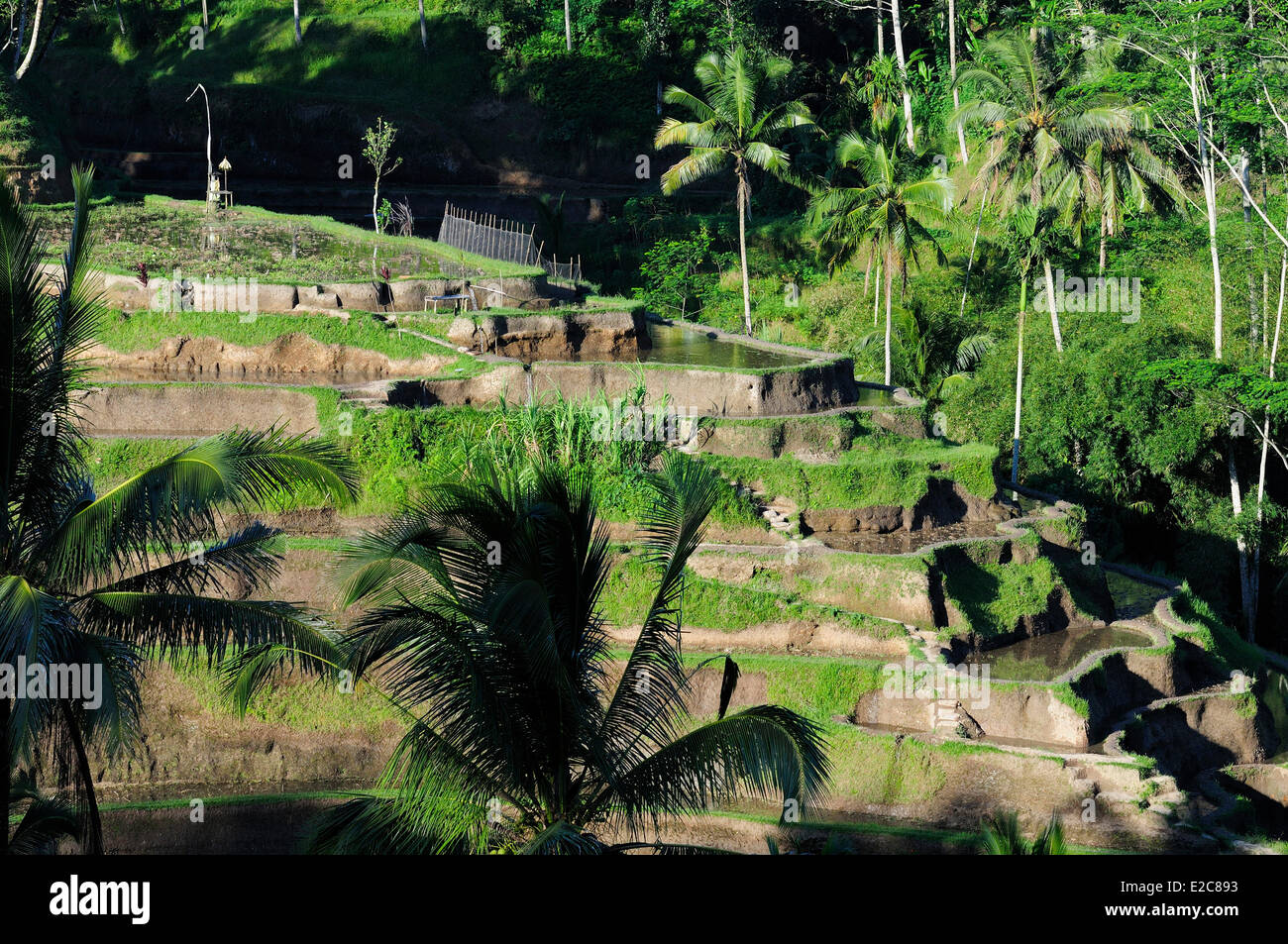 Indonesia, Bali, around Ubud, terrace ricefields of Pujung and Subak ...