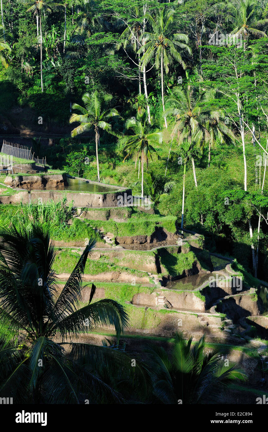Indonesia, Bali, around Ubud, terrace ricefields of Pujung and Subak ...