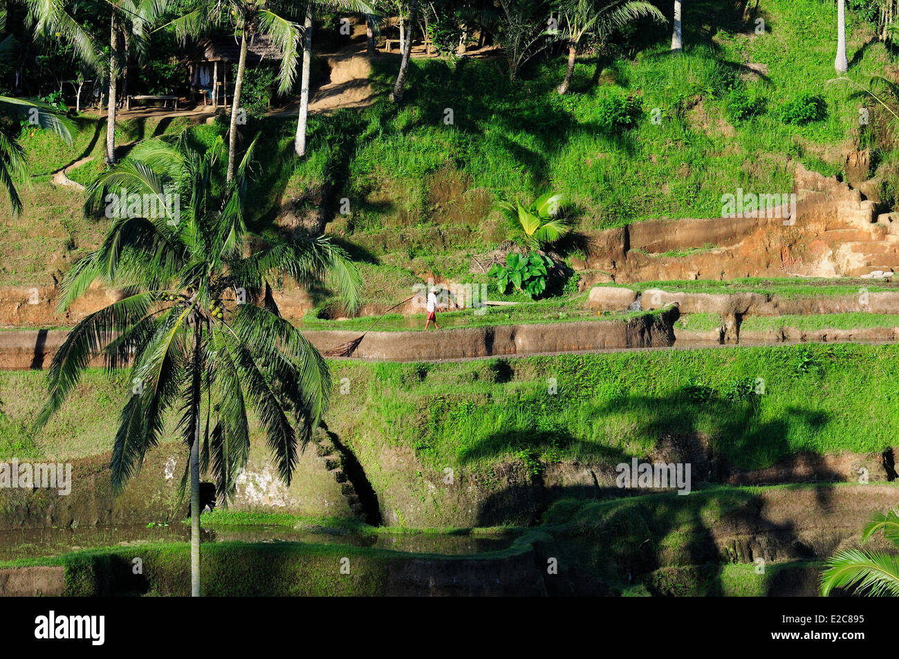 Indonesia, Bali, around Ubud, terrace ricefields of Pujung and Subak ...