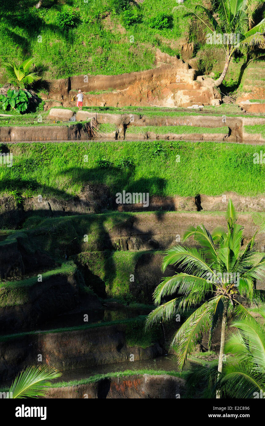 Indonesia, Bali, around Ubud, terrace ricefields of Pujung and Subak ...
