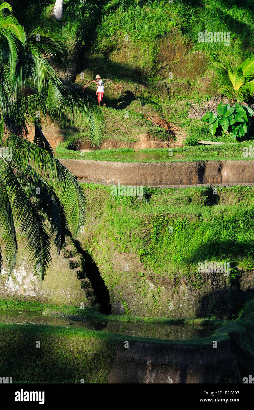 Indonesia, Bali, around Ubud, terrace ricefields of Pujung and Subak ...