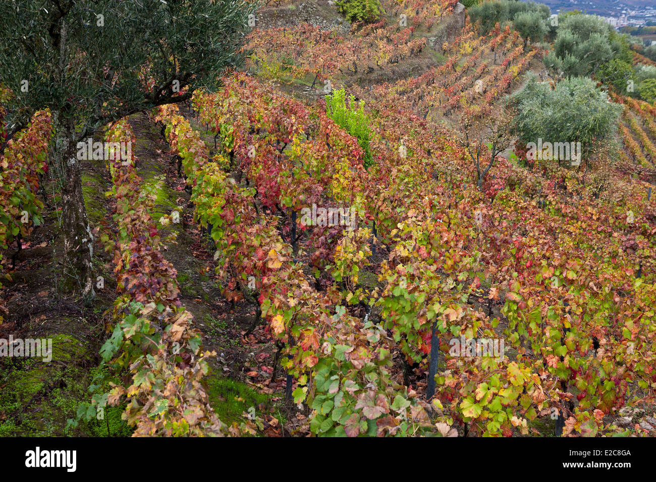 Tras os montes e alto douro province hi-res stock photography and ...
