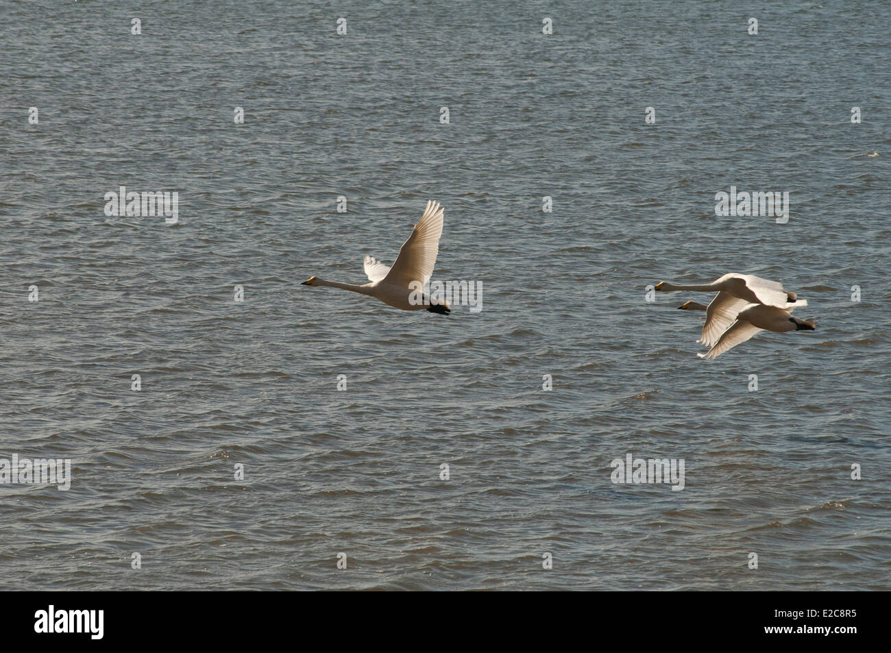 Goose bay atlantic region hi-res stock photography and images - Alamy