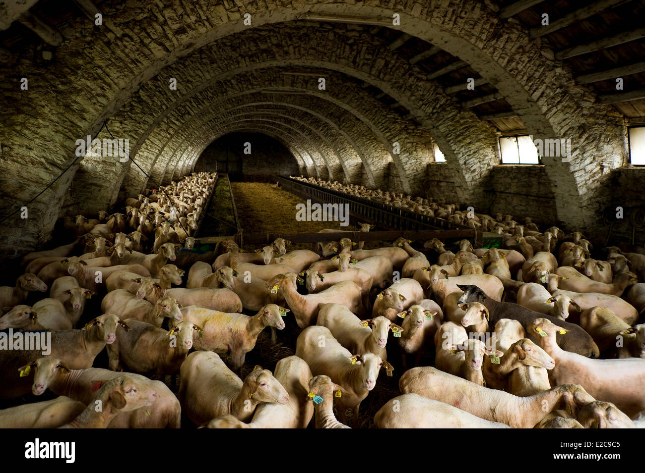 France, Aveyron, Verrieres farm and sheep Cathedral La Blaquiere ...