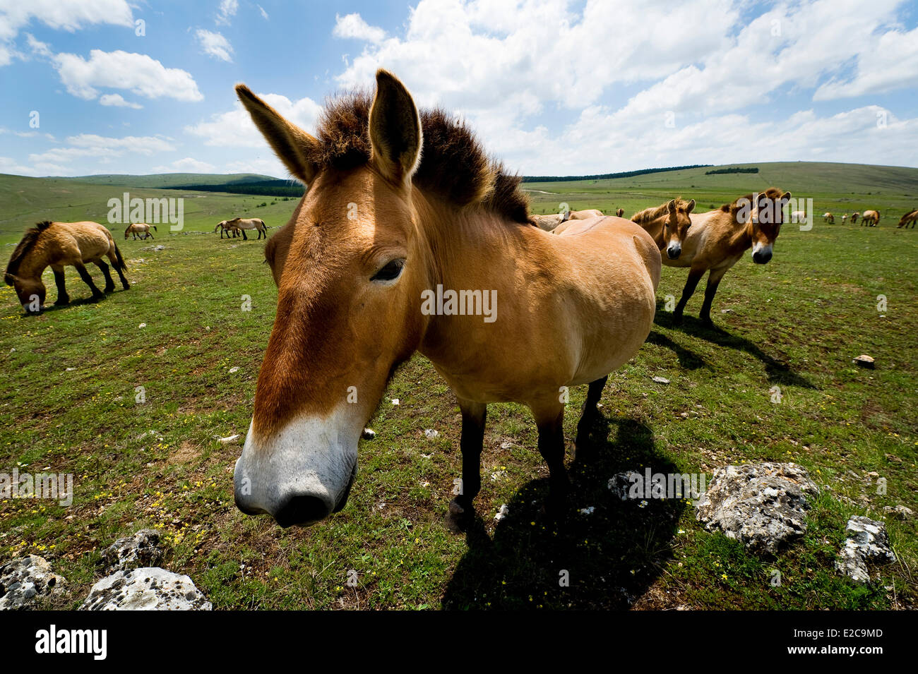 France, Lozere, Hures la Parade, Prezwalski horses (Equus przewalskii ...