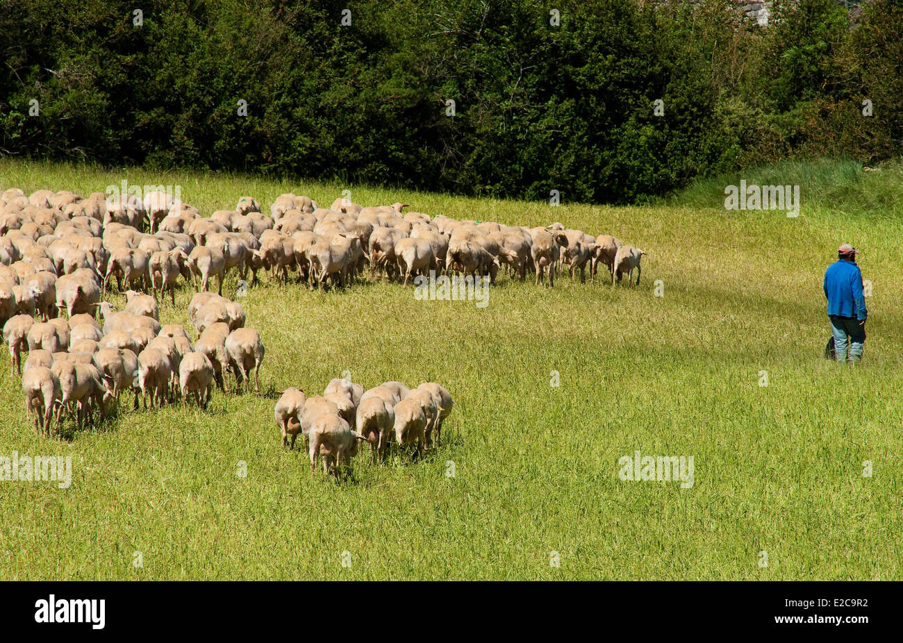 France, Aveyron, Melac shepherd and his flock Stock Photo - Alamy