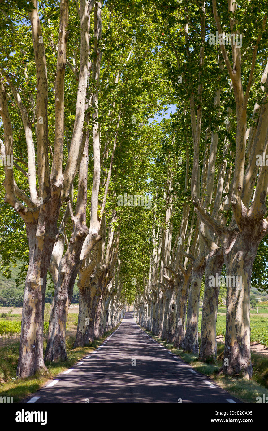 Plane trees provence hi-res stock photography and images - Alamy