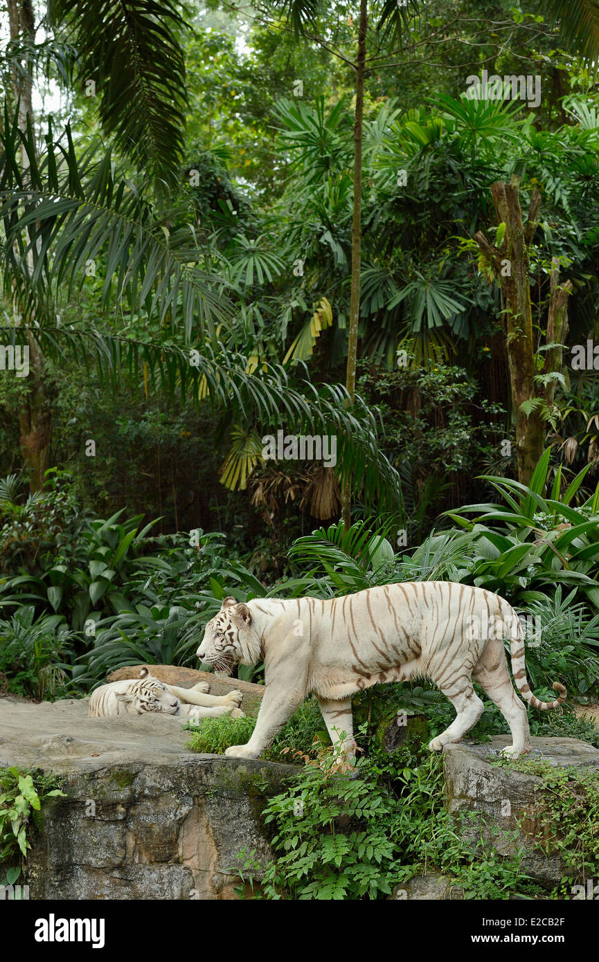 Singapore, Singapore Zoo, white tiger (or Bengal tiger Stock Photo - Alamy
