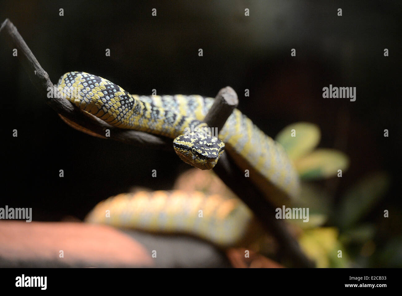 Pit viper species hi-res stock photography and images - Alamy