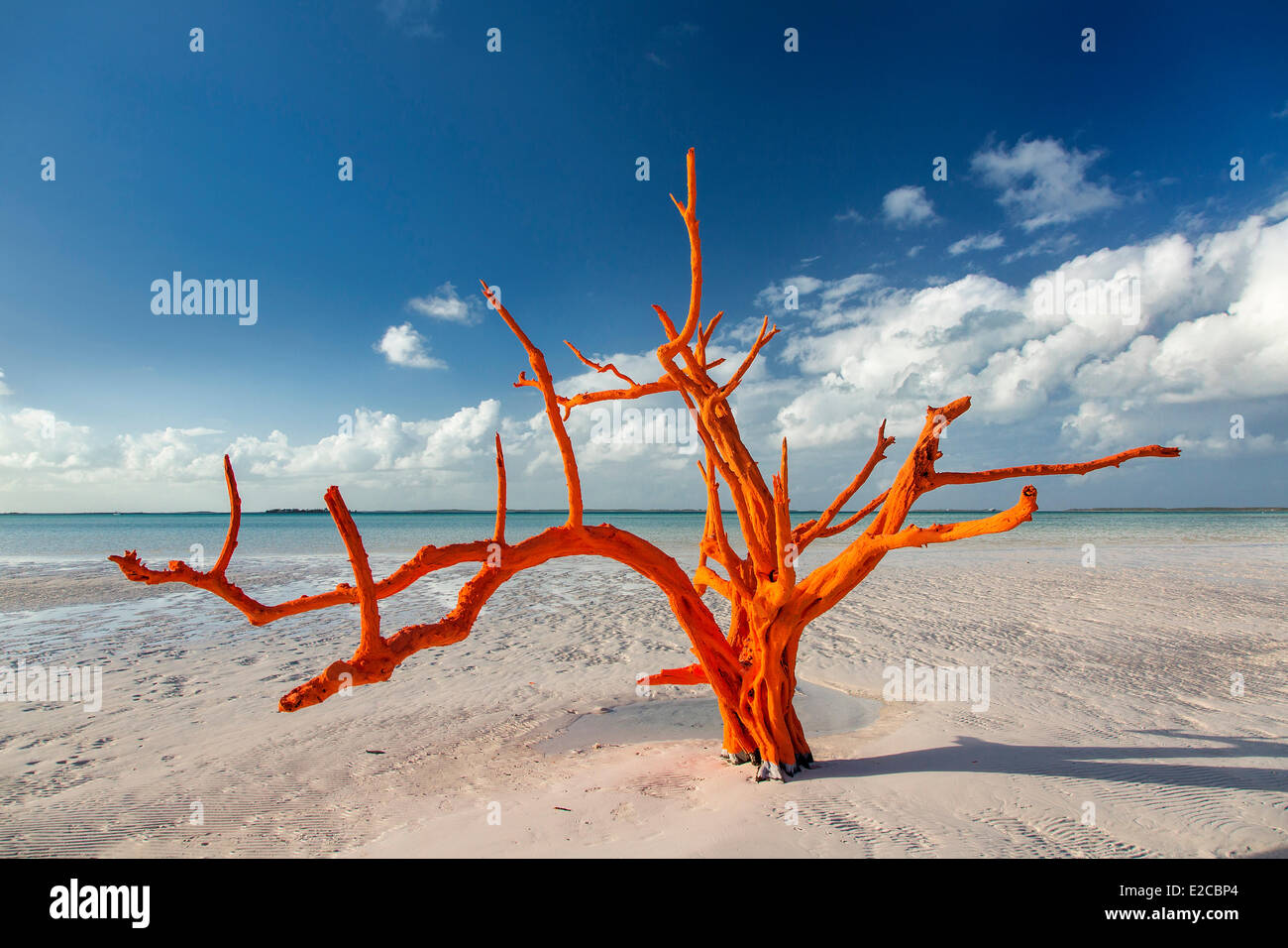 Bahamas, Harbour Island, Lone Tree Stock Photo - Alamy