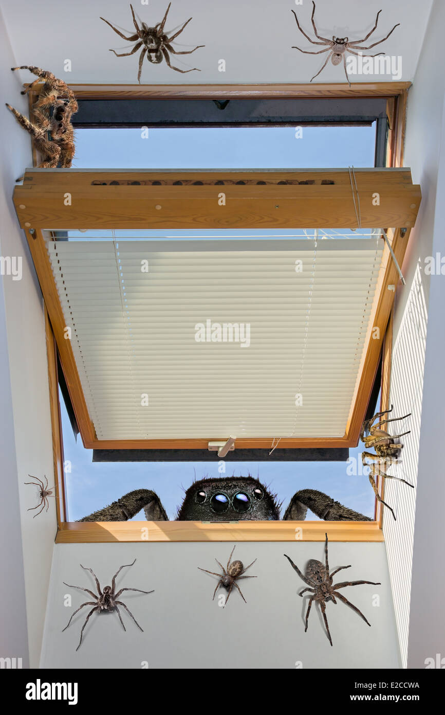 spiders crawling through an open window into the room Stock Photo - Alamy