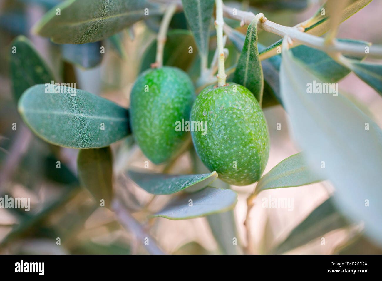 Morocco, High Atlas, Marrakesh, Imperial City, Olives Stock Photo - Alamy