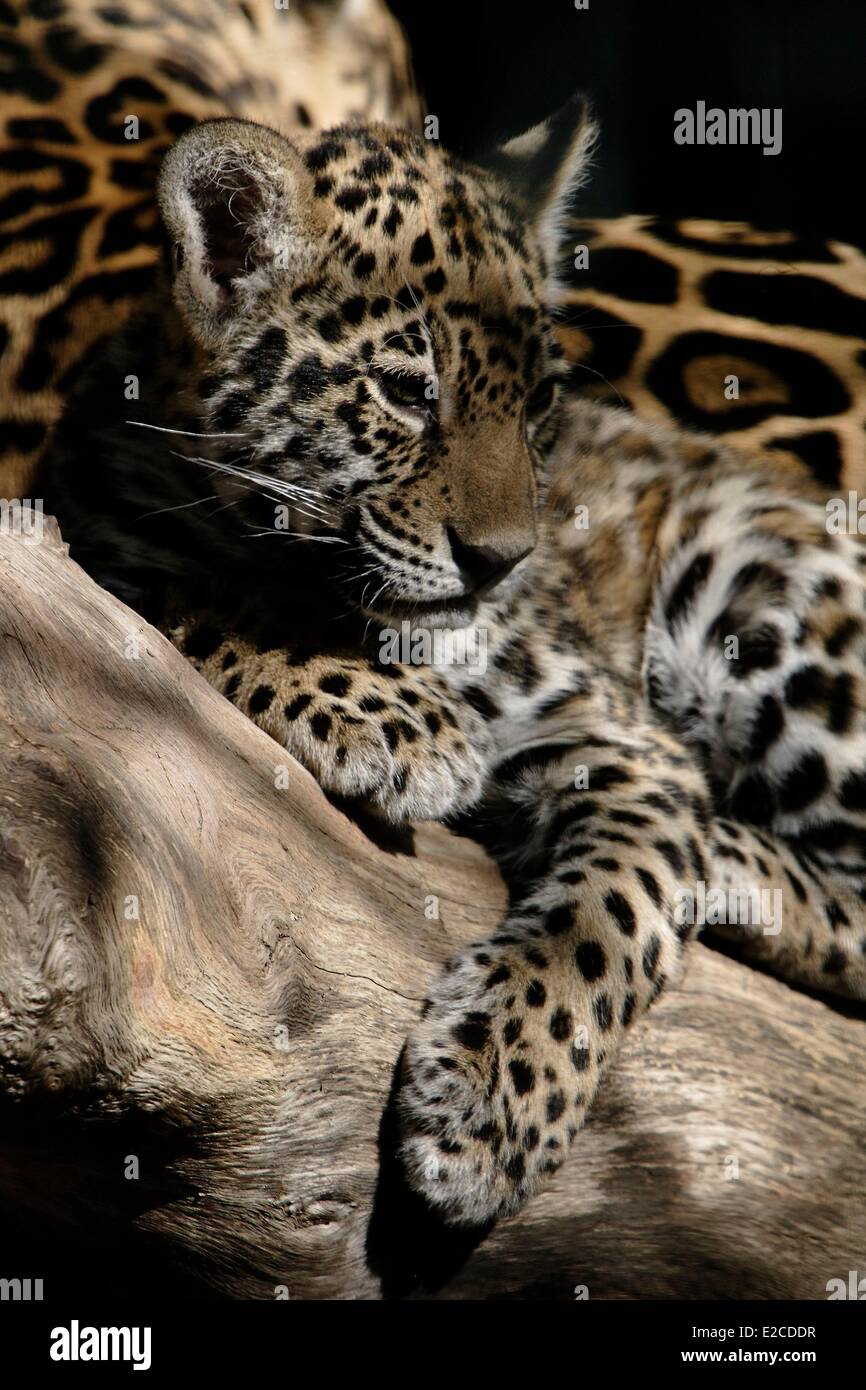 Germany, Berlin, Berlin Zoo, young leopard (Panthera pardus Stock Photo ...