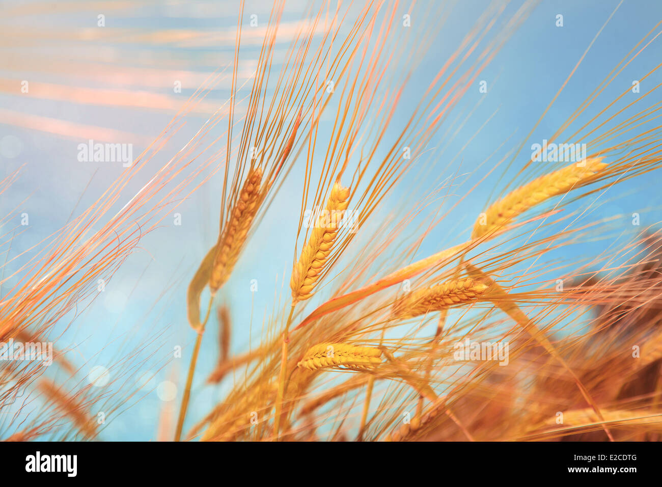 Wheat field and blue sky Stock Photo - Alamy