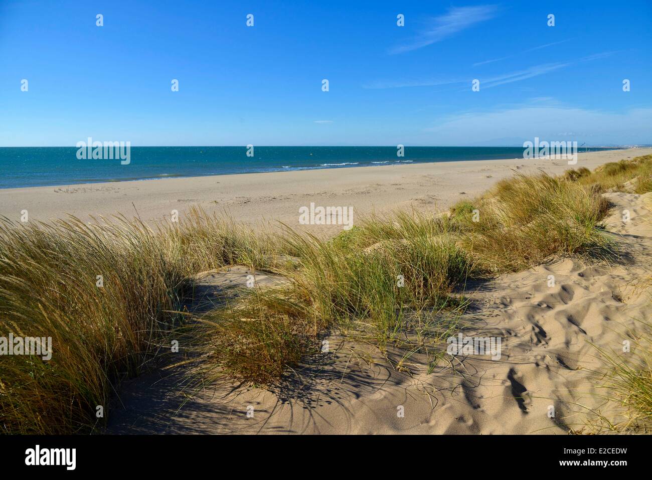 France, Herault, Serignan, Plage des Orpellieres Beach, sand dunes in ...