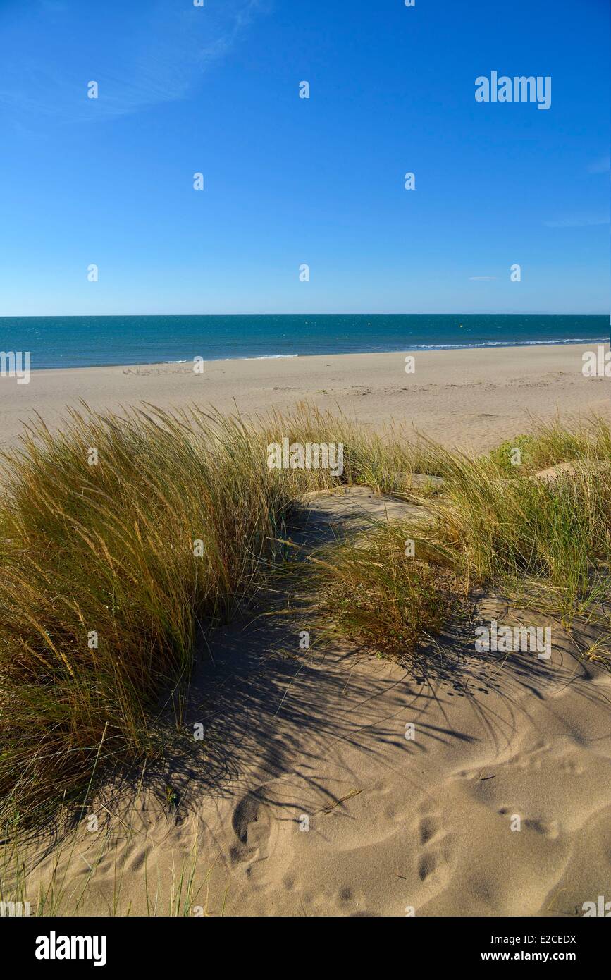 France, Herault, Serignan, Plage des Orpellieres Beach, sand dunes in ...