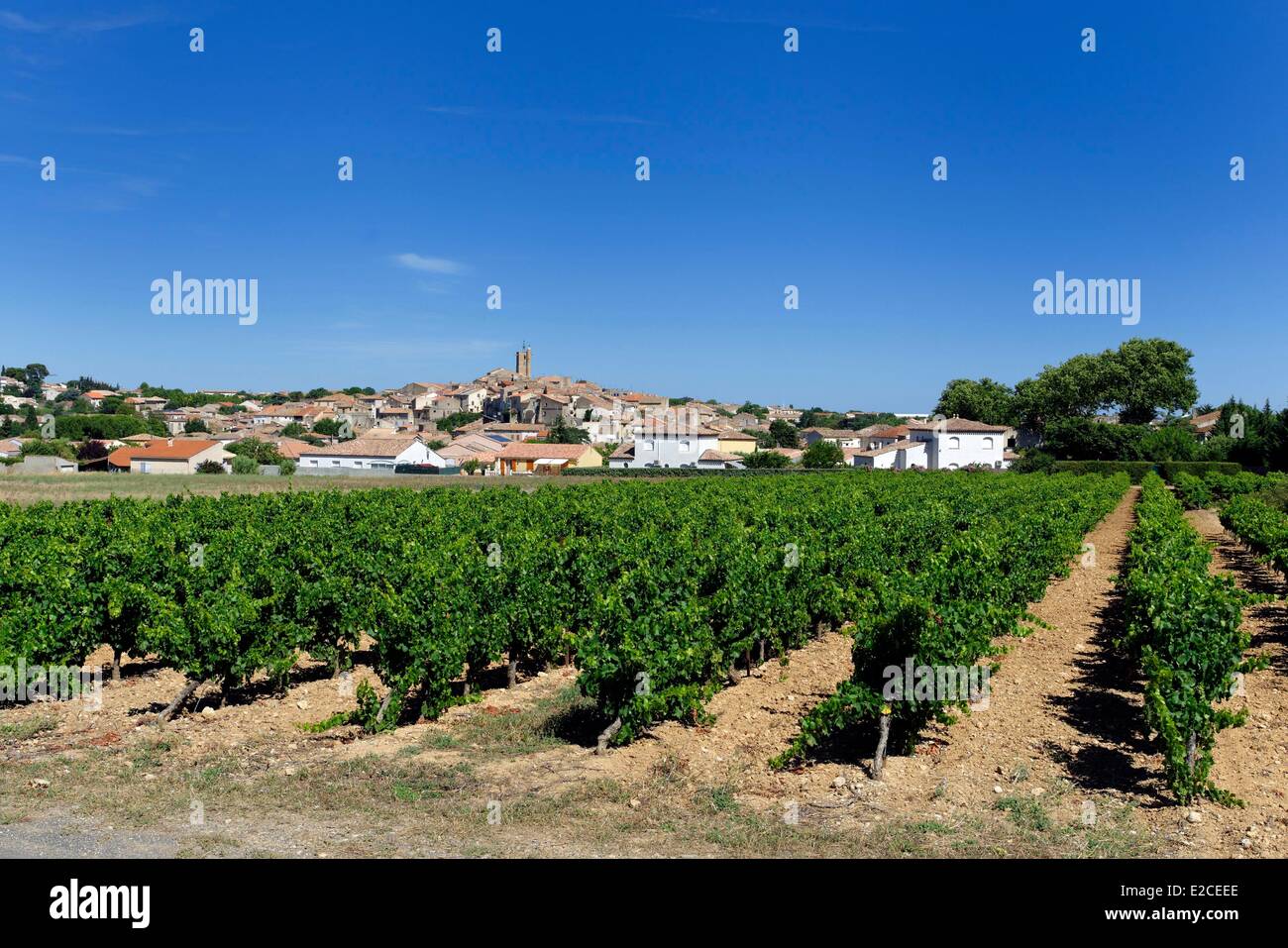 France, Herault, Servian, vineyards from the Languedoc with a village ...