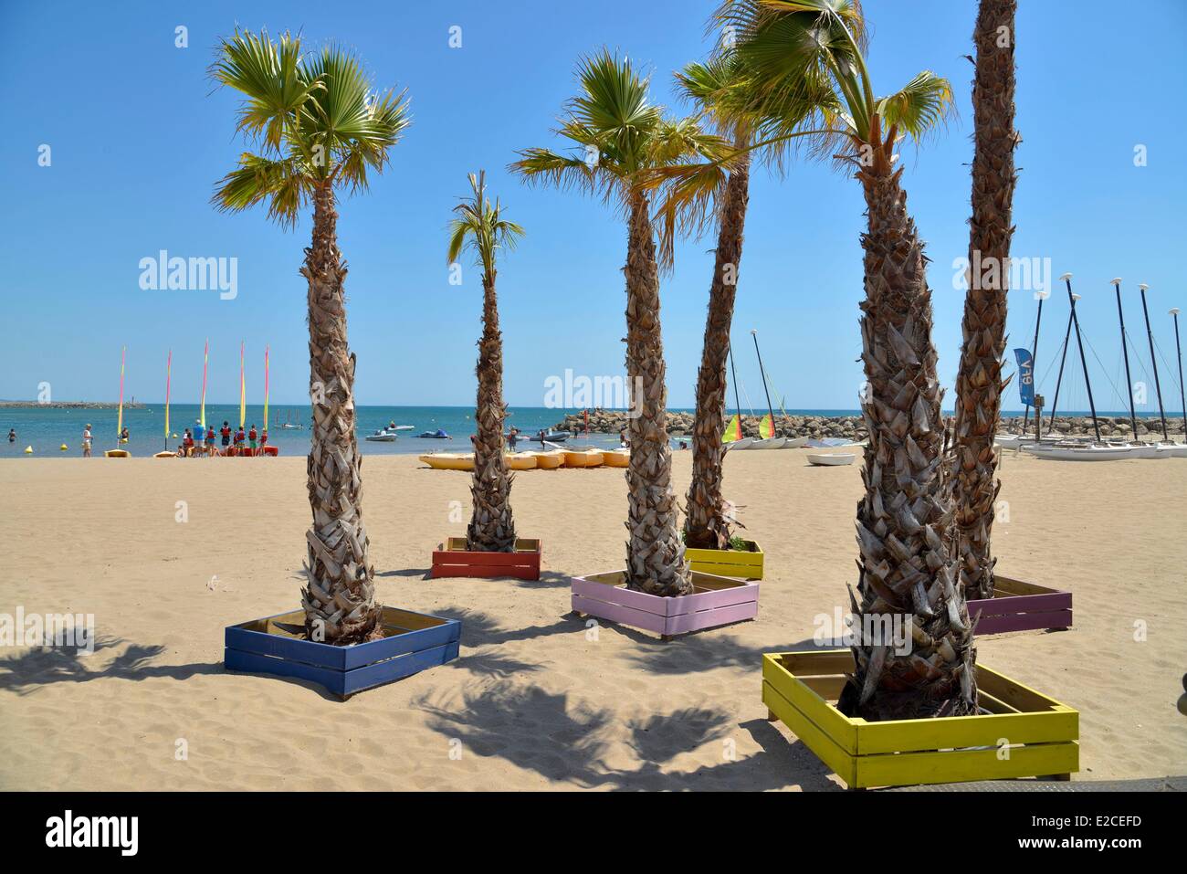 France, Herault, Valras Plage, massif of palm trees on a fine sand ...