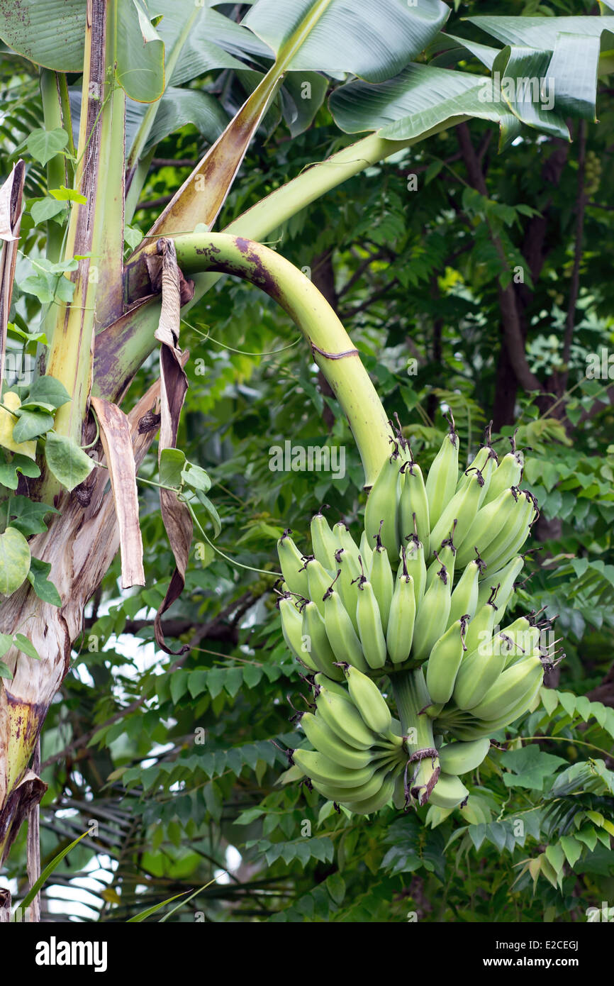 bunch of bananas hanging on a tree Stock Photo - Alamy