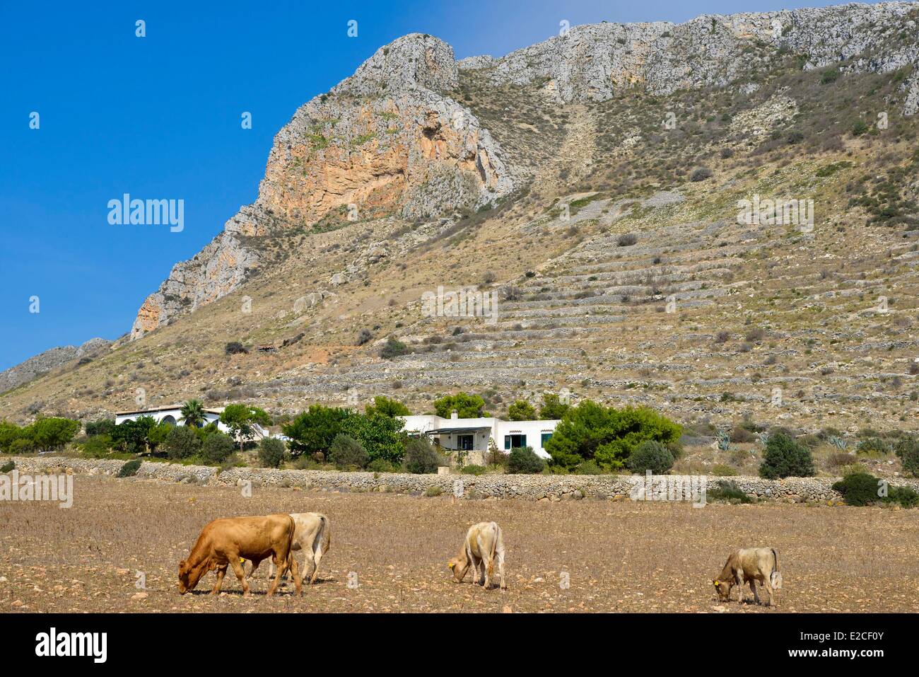 Italy, Sicily, Egadi islands, island of Favignana, Case Canino, herd of ...