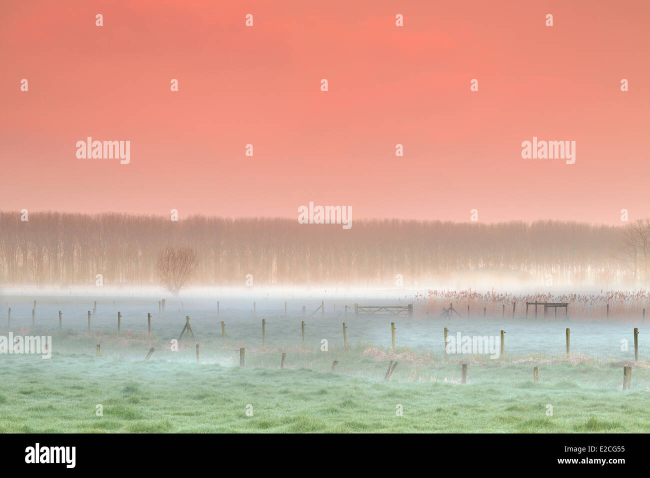 Misty morning in a meadow, with patches of fog low to the ground Stock ...