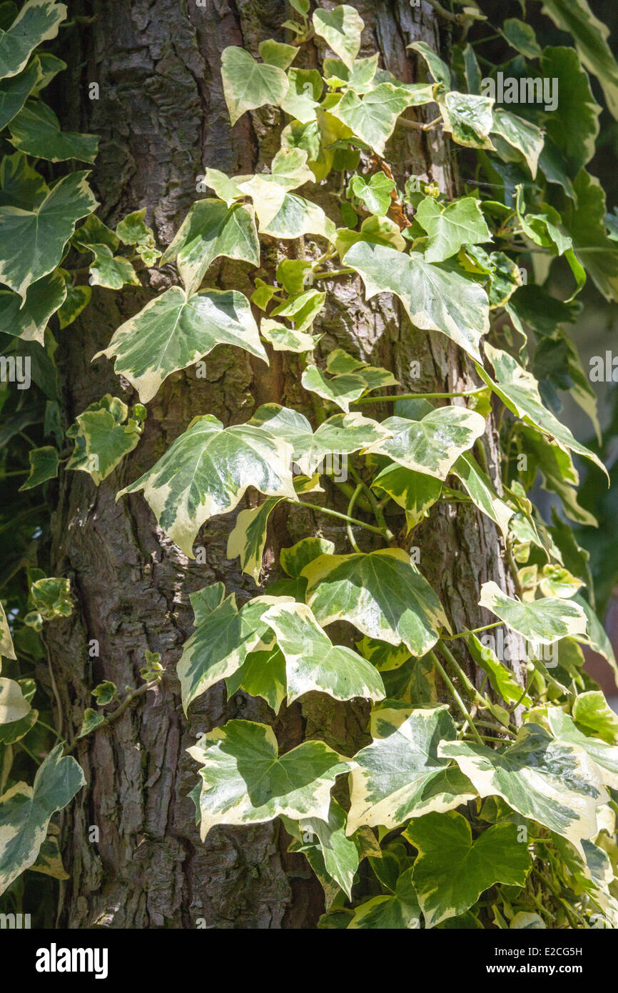 Ivy on tree trunk Stock Photo - Alamy