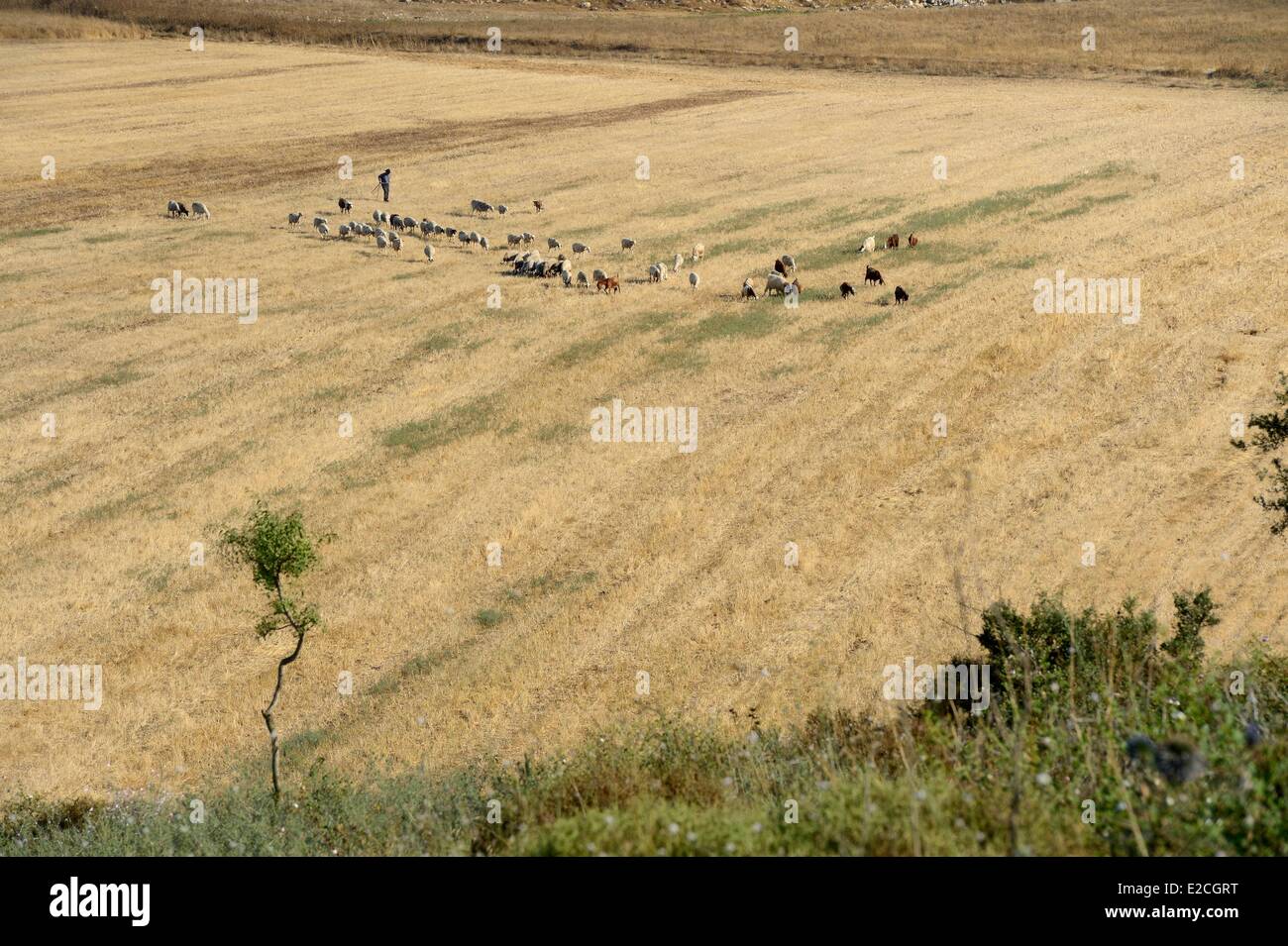 Israel sheep hi-res stock photography and images - Alamy