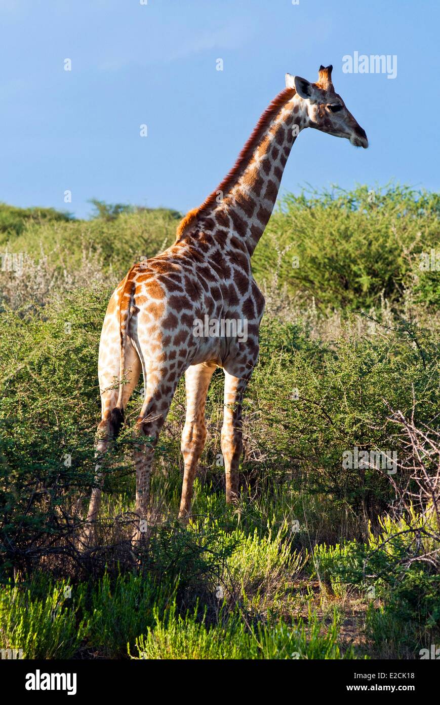 Picture of giraffe hi-res stock photography and images - Alamy