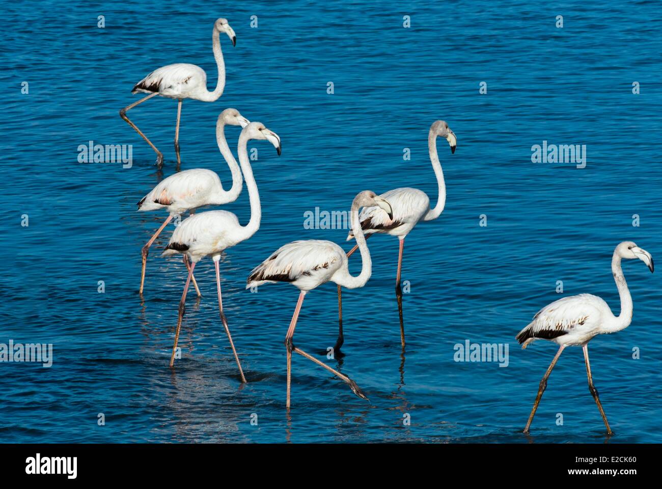 Walvis bay namibia flamingo hi-res stock photography and images - Alamy