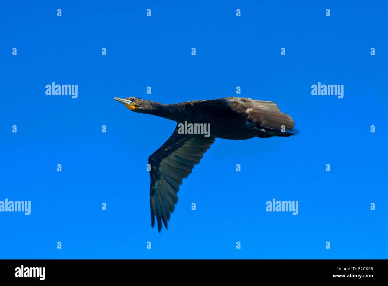 Namibia, Erongo region, Walvis Bay, Great Cormorant (Phalacrocorax ...