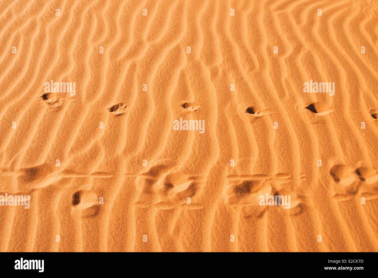 Namibia, Hardap region, Namib desert, Namib Naukluft Park, Sossusvlei ...