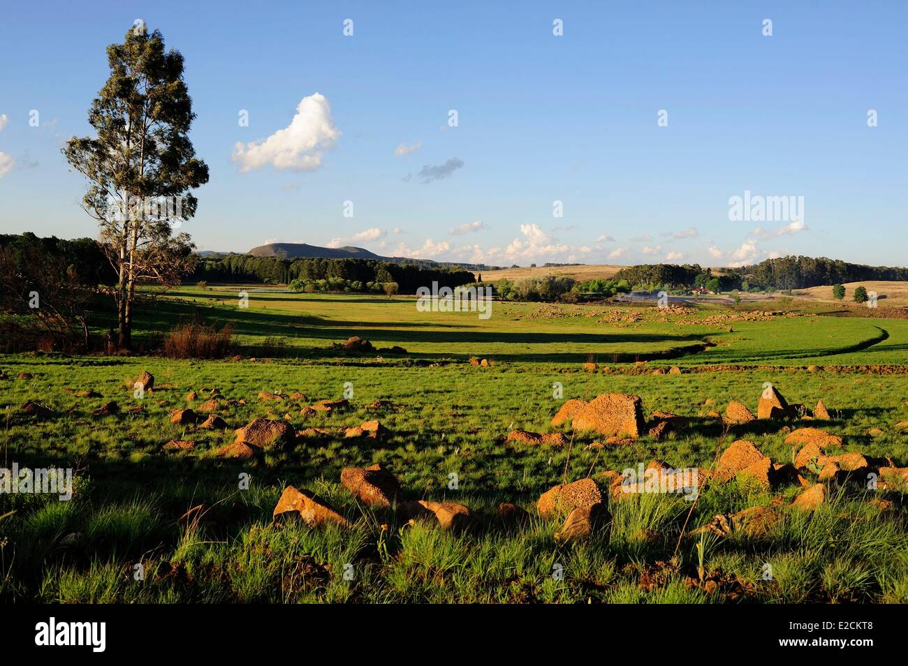 South Africa Mpumalanga region the countryside around Dullstroom (alt ...