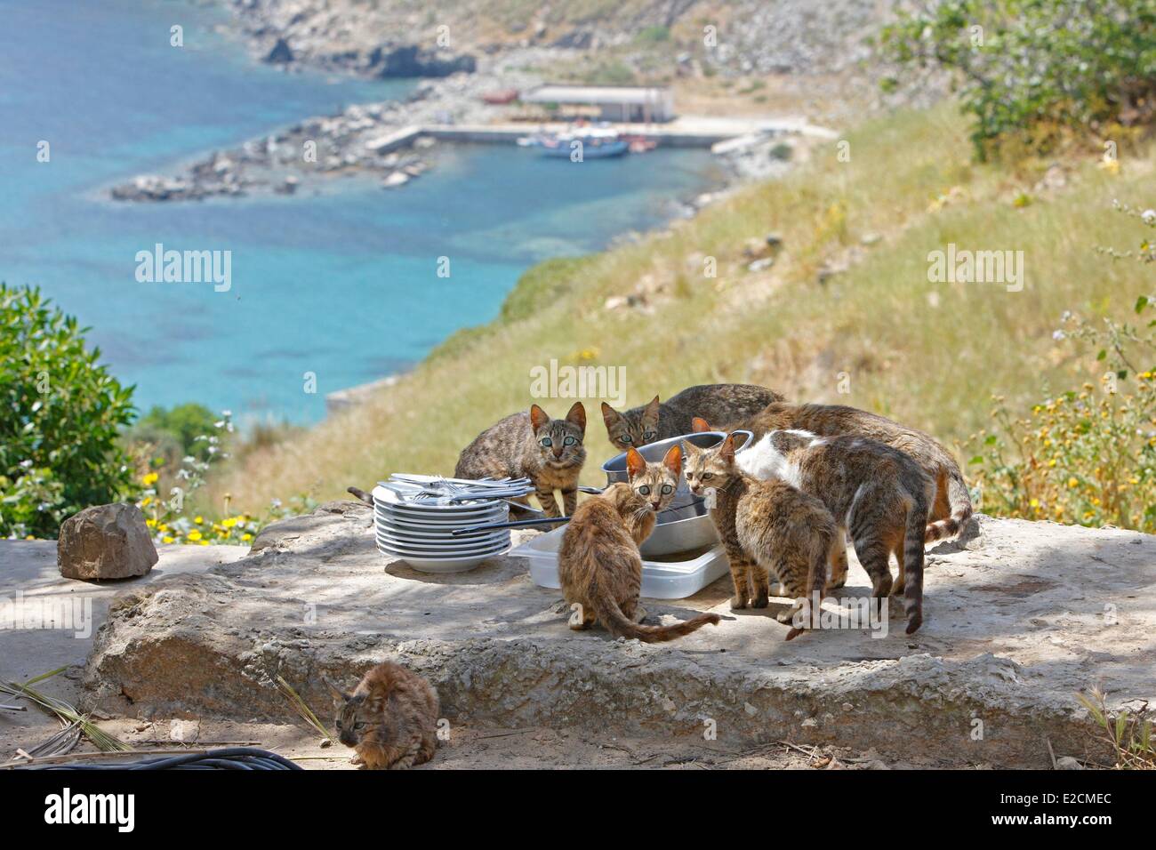 Tunisia Galite islands cats on dishes Stock Photo - Alamy