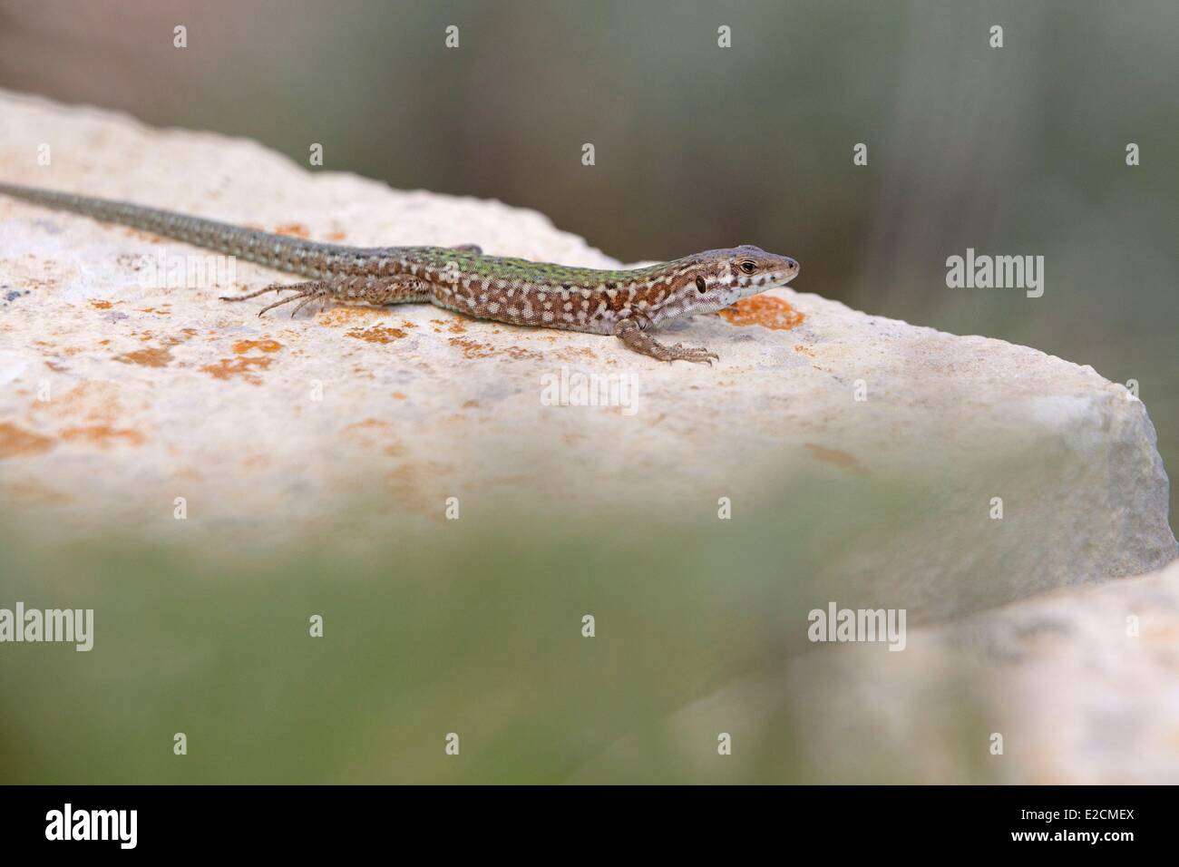 Malta Comino island lizard (Podarcis filfolensis Stock Photo - Alamy