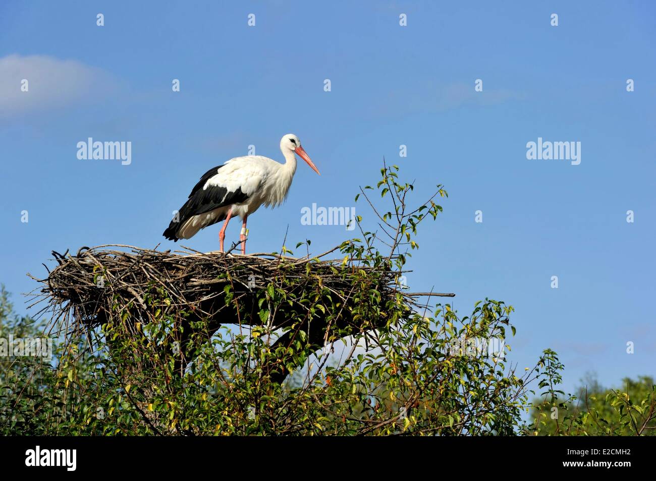 Stork Nest Alsace France High Resolution Stock Photography and Images ...