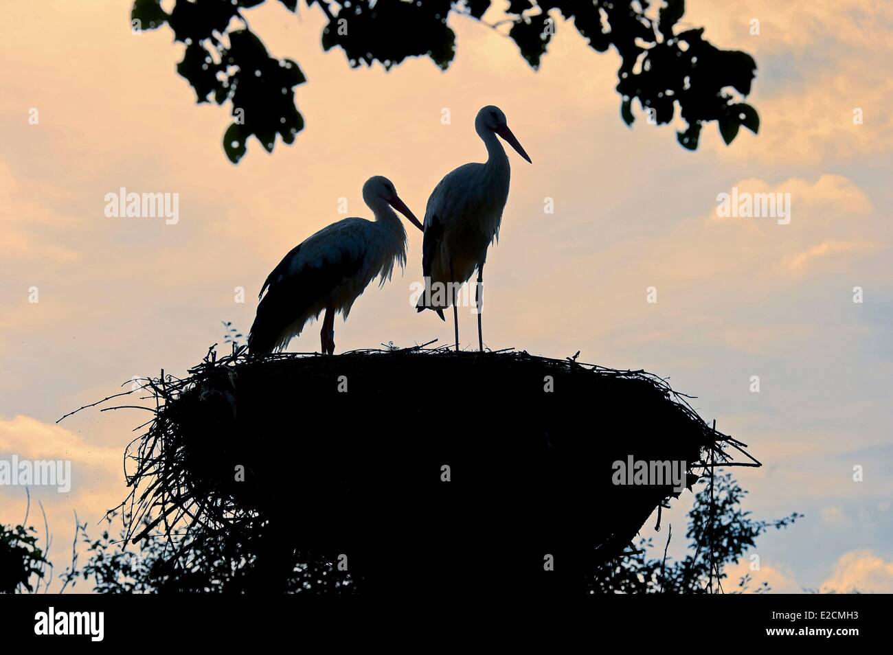 France Haut Rhin Hunawihr centre for reintroduction of storks in Alsace ...