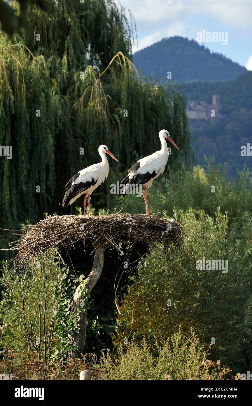 France Haut Rhin Hunawihr centre for reintroduction of storks in Alsace ...