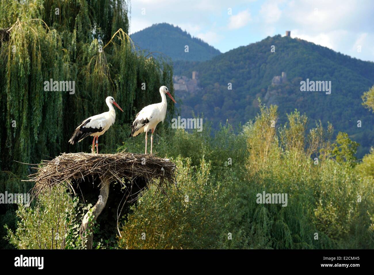 France Haut Rhin Hunawihr centre for reintroduction of storks in Alsace ...