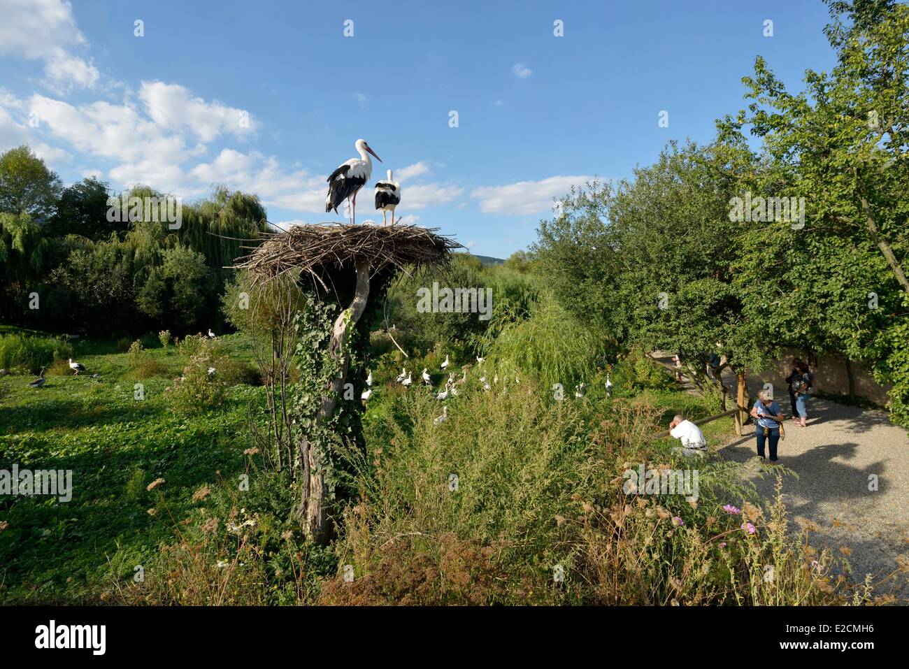 France Haut Rhin Hunawihr centre for reintroduction of storks in Alsace ...