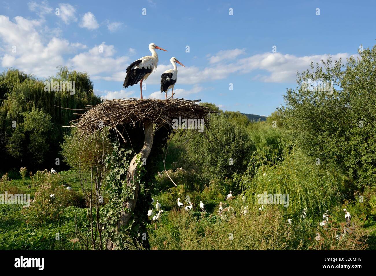 France Haut Rhin Hunawihr centre for reintroduction of storks in Alsace ...