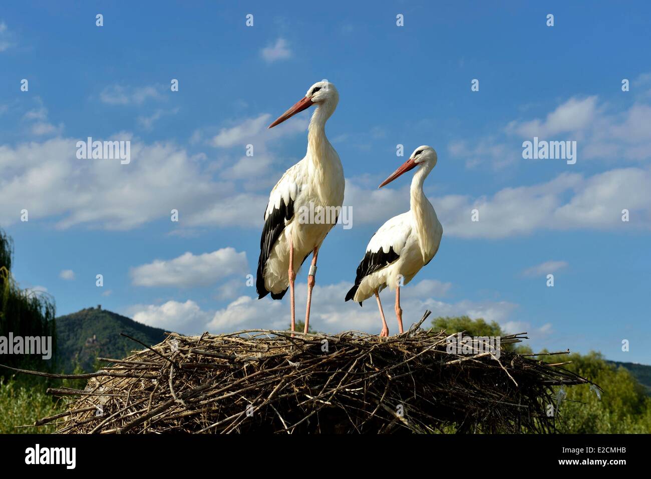 France Haut Rhin Hunawihr centre for reintroduction of storks in Alsace ...
