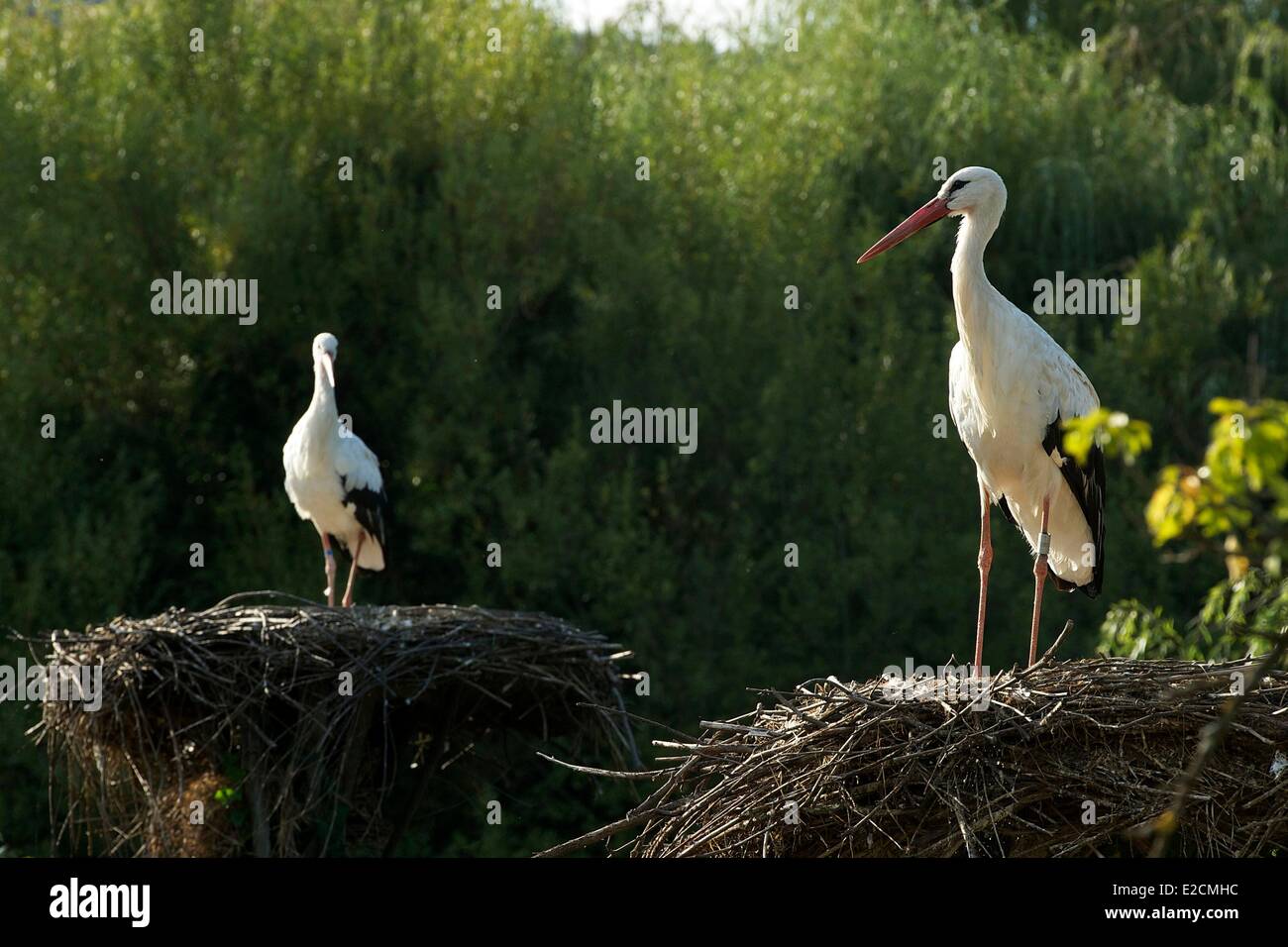 France Haut Rhin Hunawihr centre for reintroduction of storks in Alsace ...