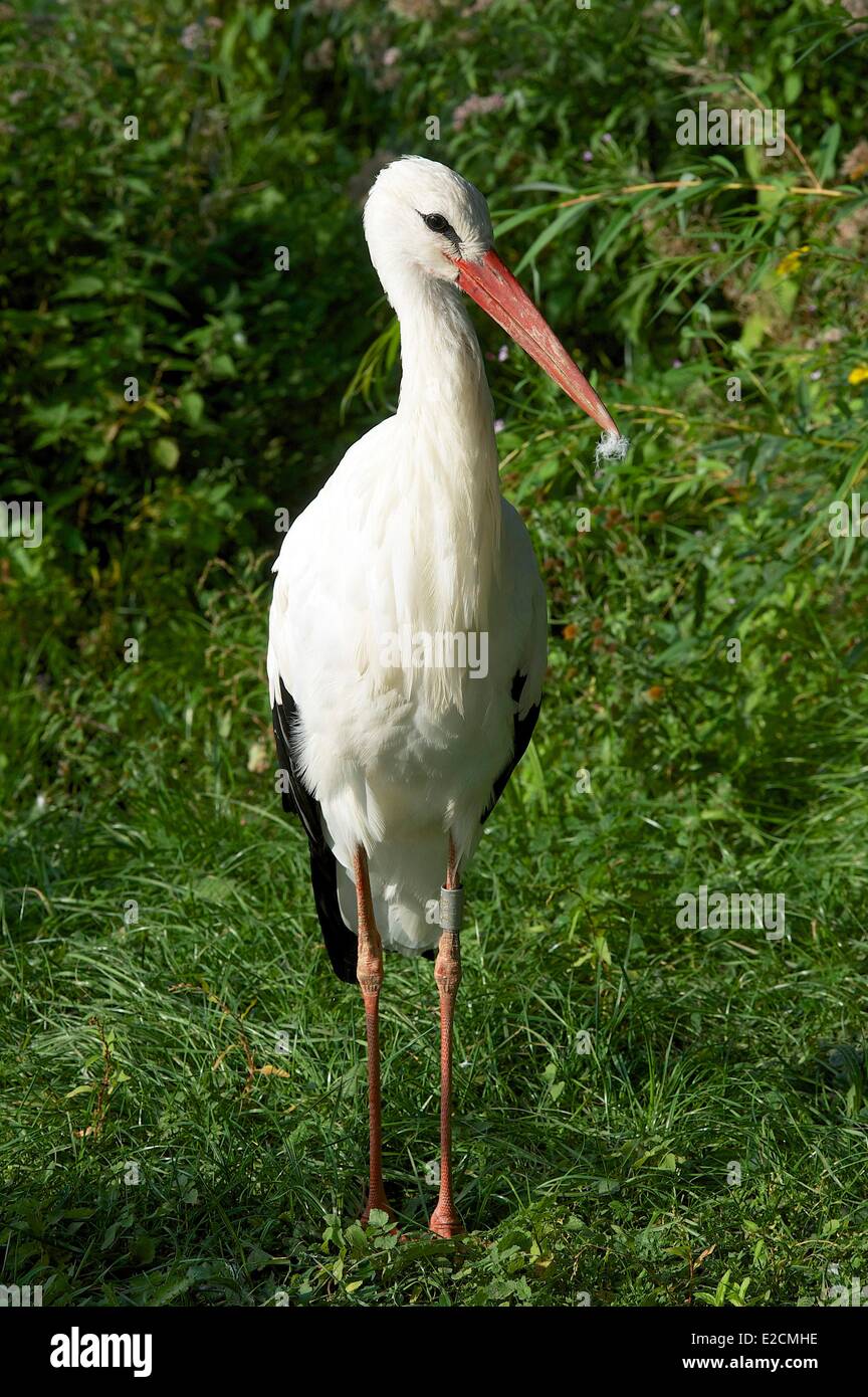 France Haut Rhin Hunawihr centre for reintroduction of storks in Alsace ...