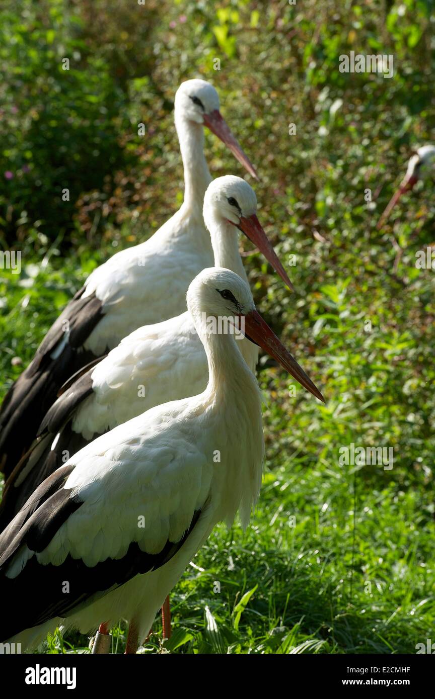 France Haut Rhin Hunawihr centre for reintroduction of storks in Alsace ...