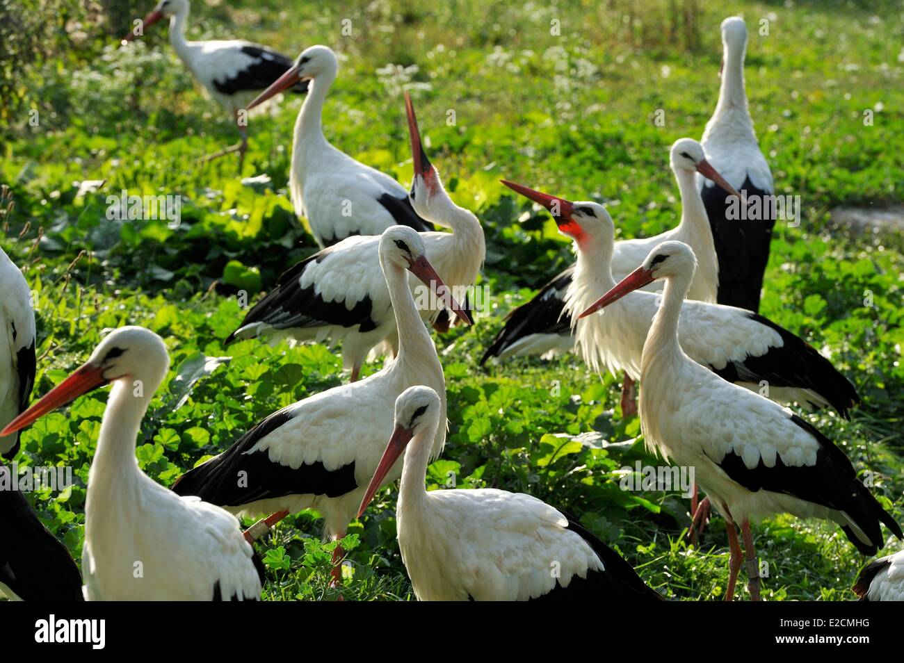France Haut Rhin Hunawihr centre for reintroduction of storks in Alsace ...